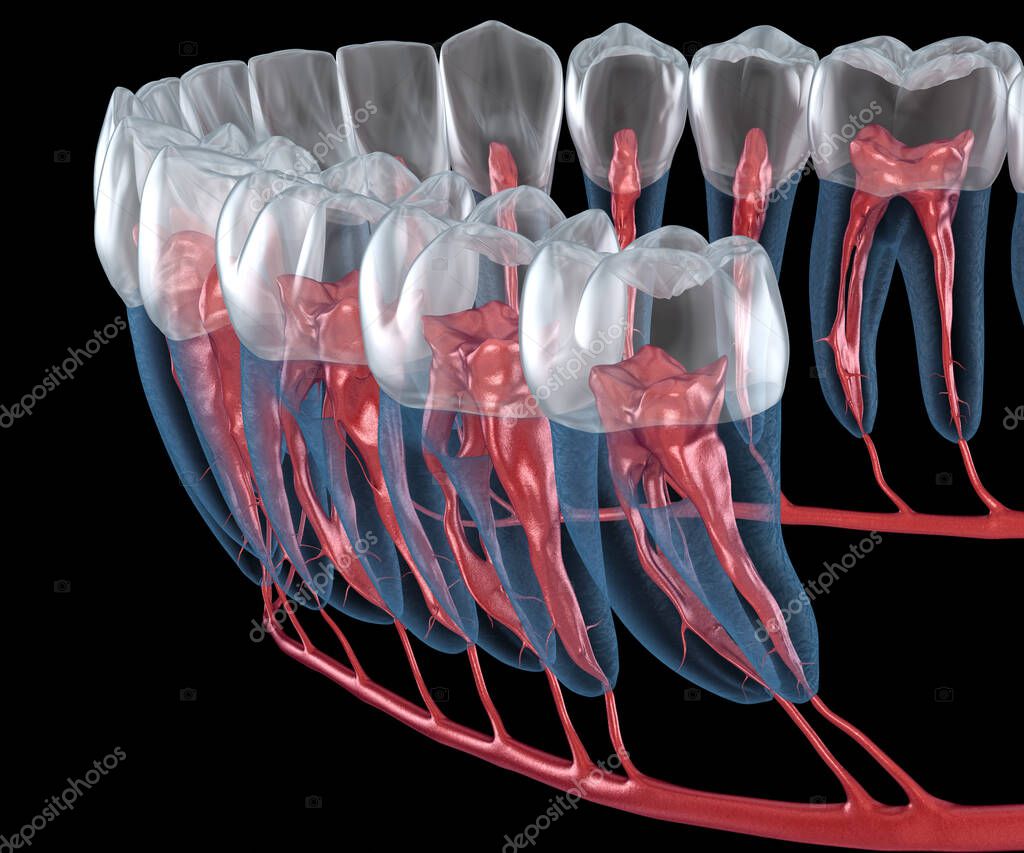 Anatomía de la raíz dental, vista de rayos X. Ilustración dental 3D ...