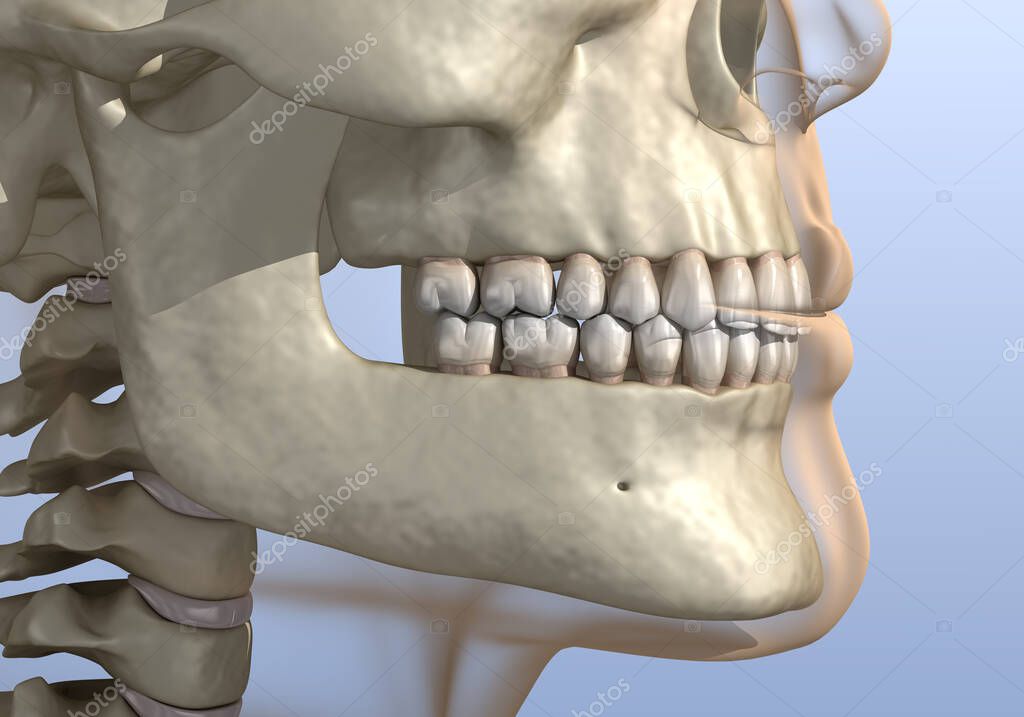 Mentón demasiado grande o demasiado prominente, cráneo humano ...