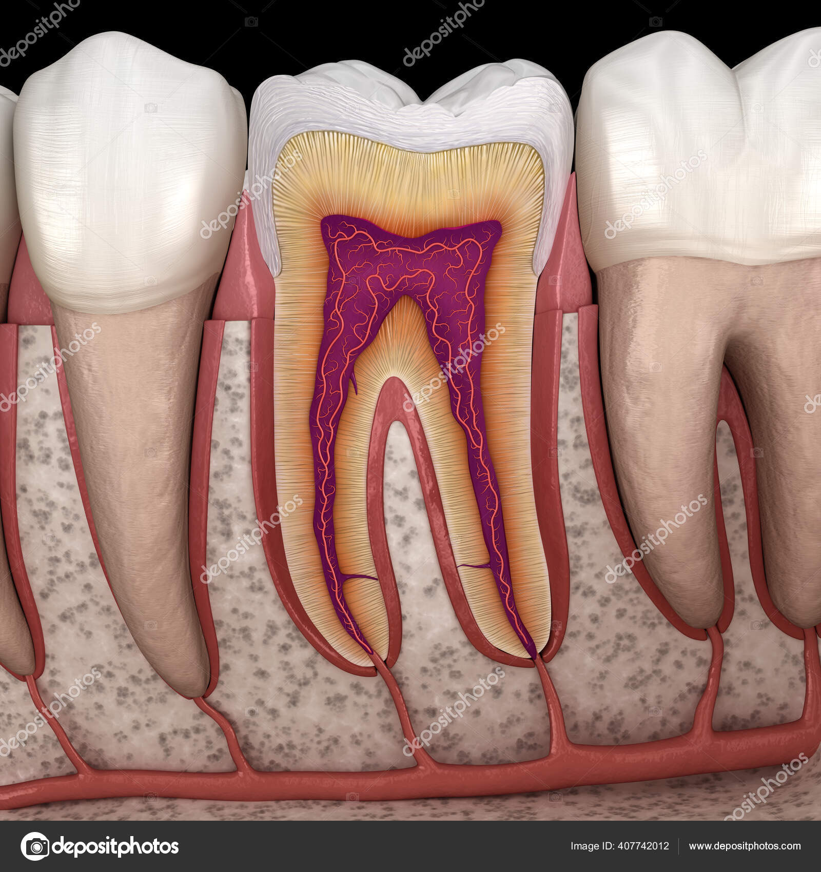 Molar Anatomy Details Illustration Human Teeth Stock Photo by ©Alexmit ...
