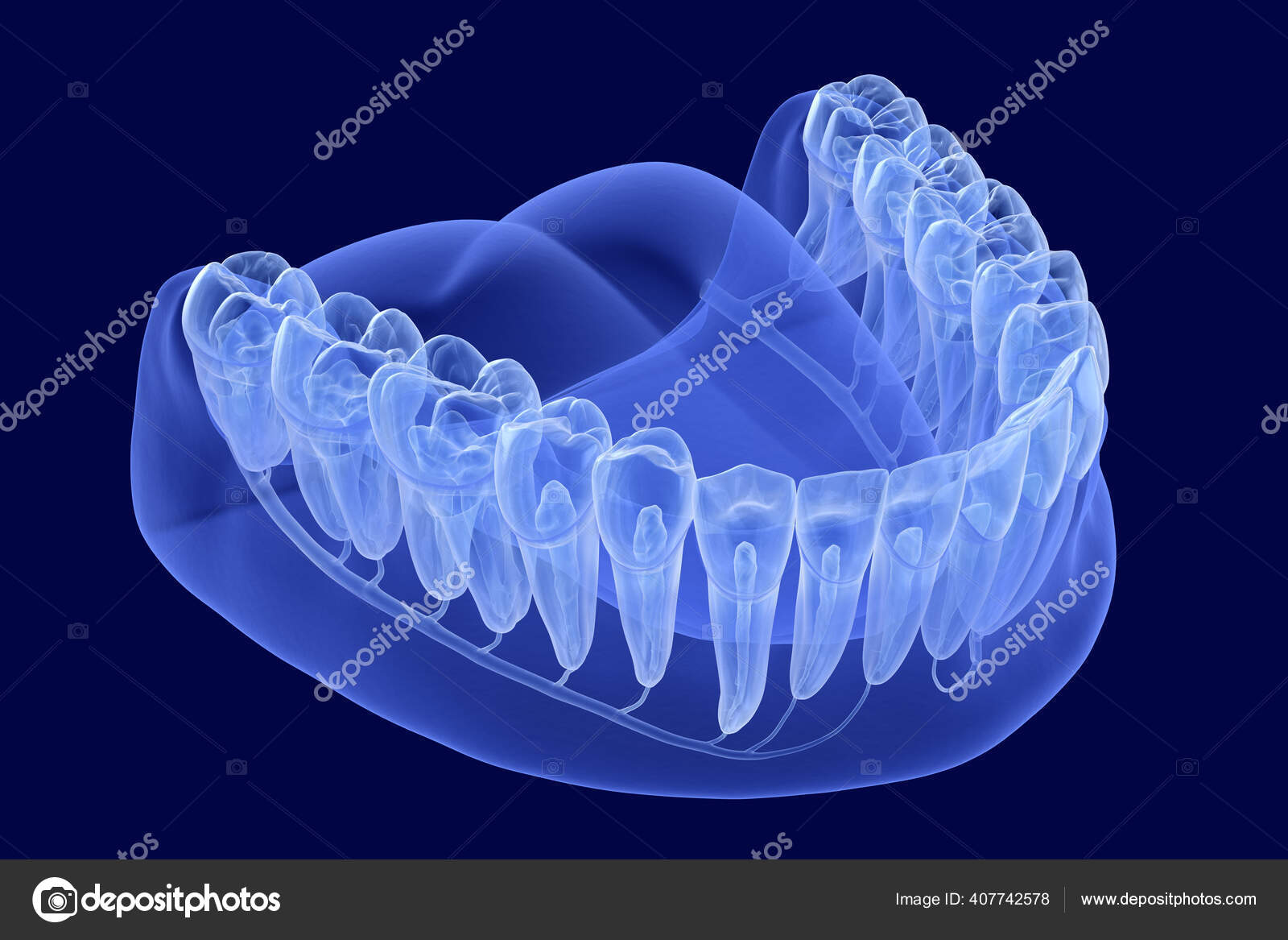 Anatomía Raíz Los Dientes Vista Rayos Ilustración Dental Médicamente ...