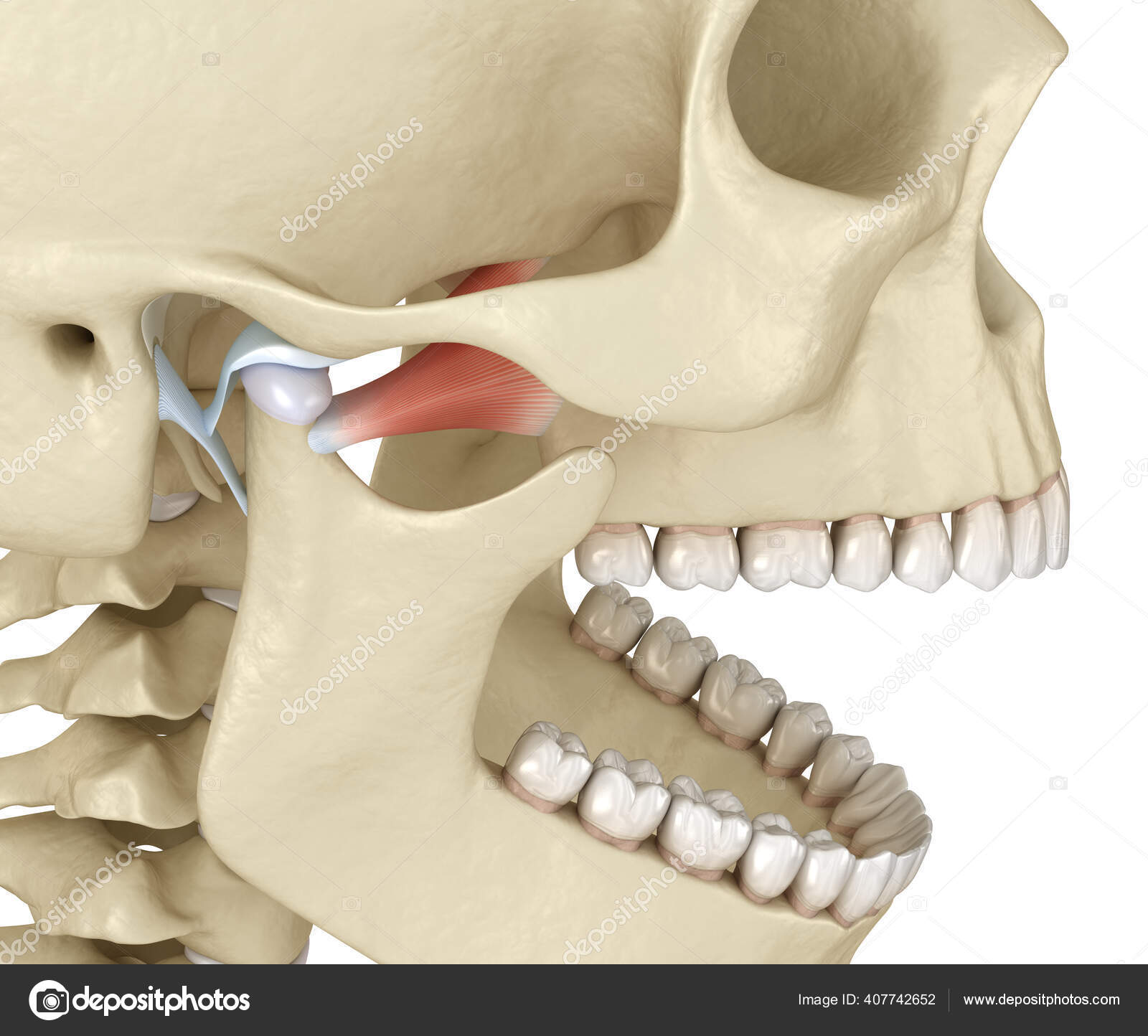 Tmj Temporomandibular Joints Healthy Occlusion Anatomy Medically