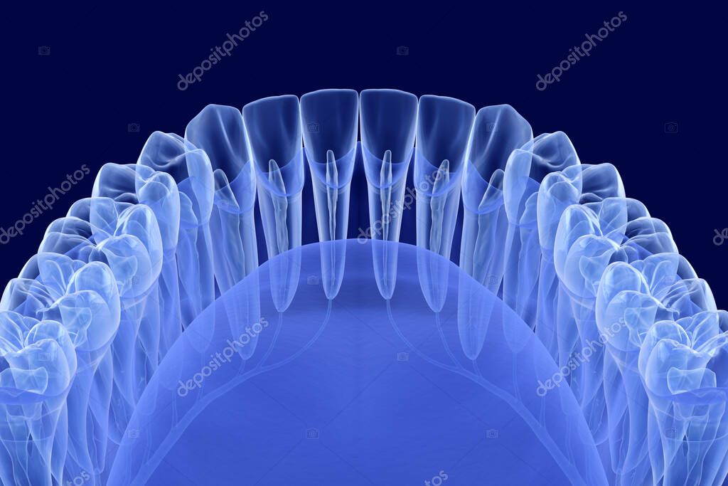 Anatomía de la raíz de los dientes, vista de rayos X. Ilustración ...
