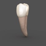 Dental Anatomy Mandibular Second Premolar Tooth Medically Accurate ...