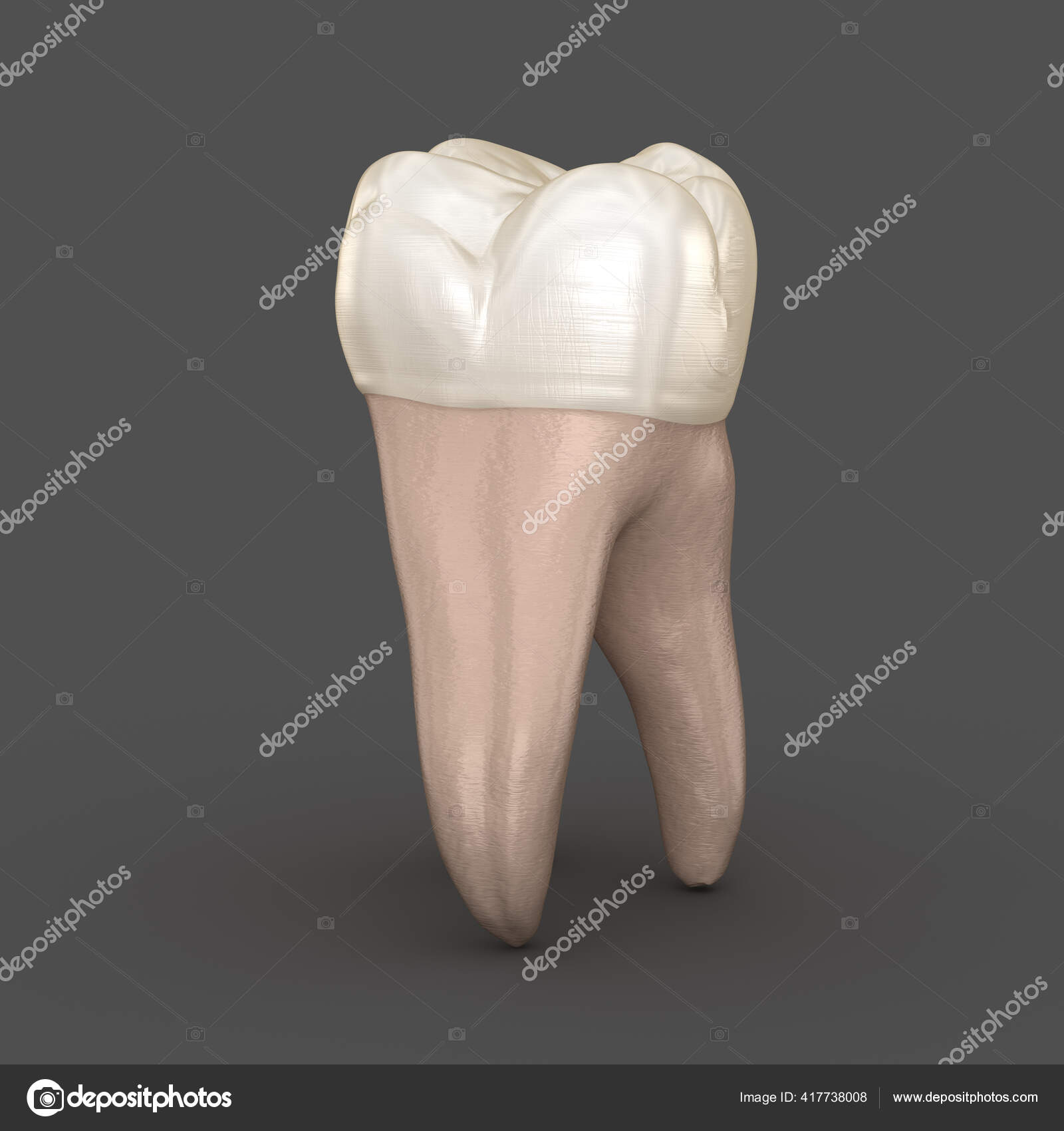 Dental Anatomy First Maxillary Molar Tooth Medically Accurate Dental ...