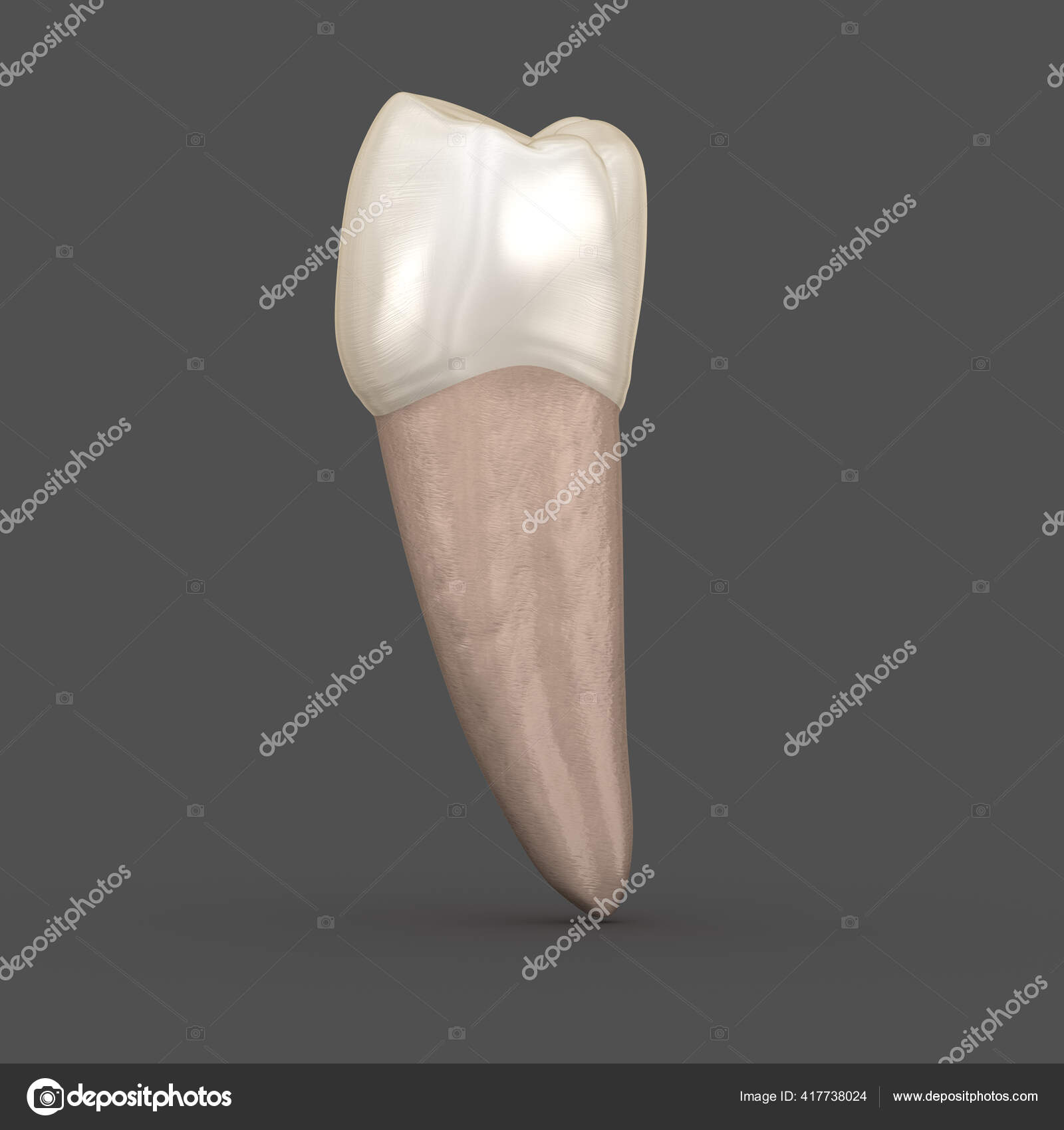 Mandibular Dental Definition at Ronnie Baker blog