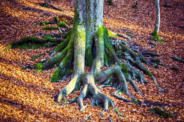 Tree roots autumn Stock Photos, Royalty Free Tree roots autumn Images ...