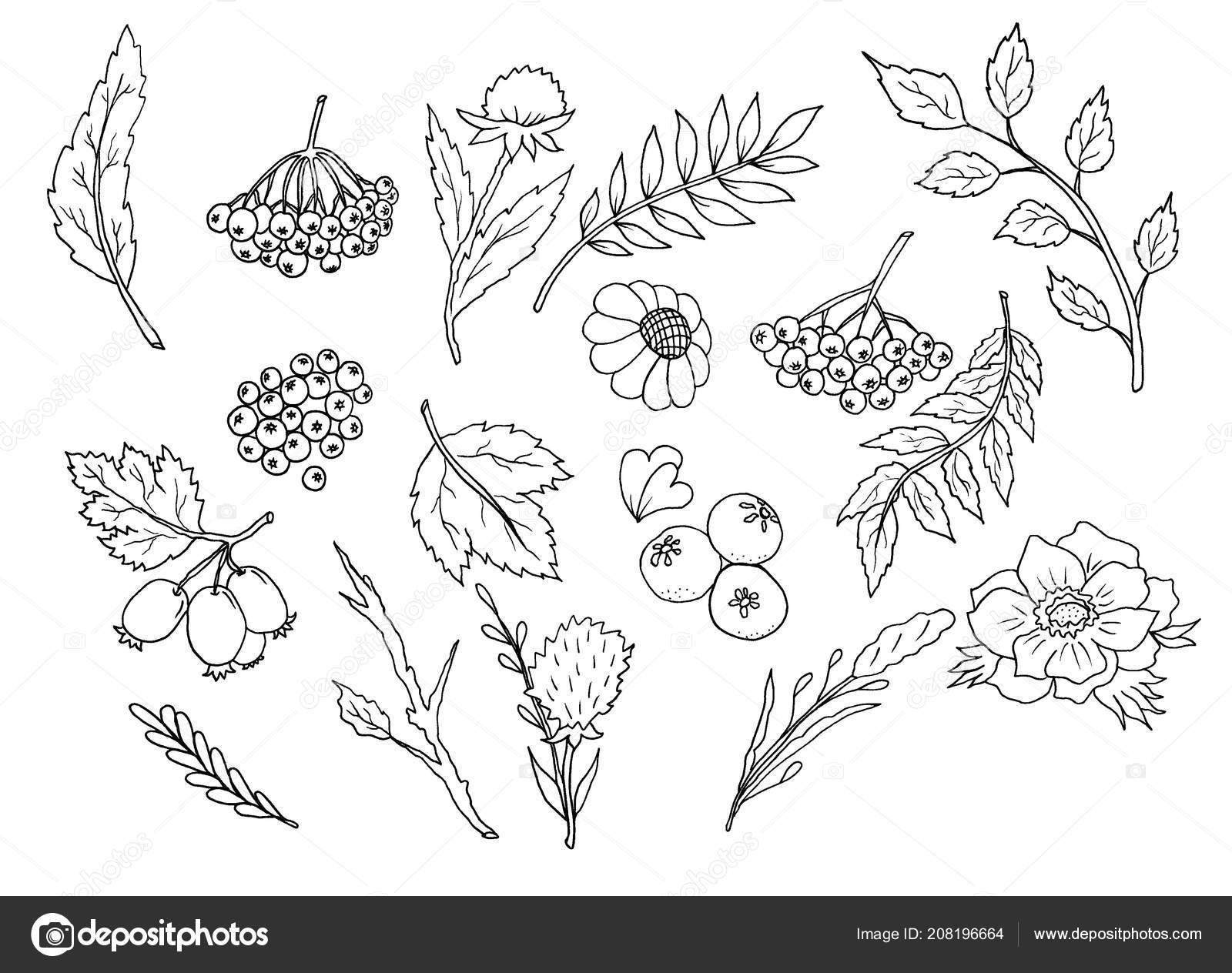 Set Autumn Flowers Berries Leaves Black Outline White Background Stock ...