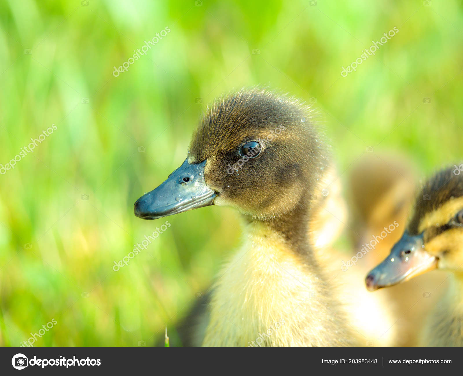 Cute Baby Mallard Ducks