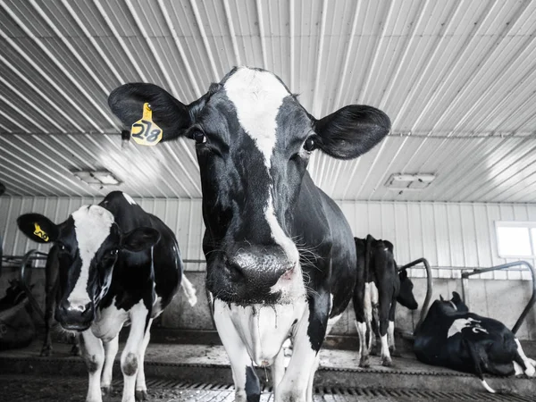A group of black and white Holstein dairy cows in a cattle shed stand ...