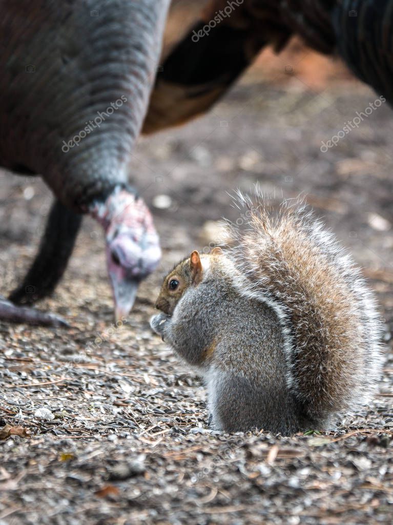 Una ardilla gris común con una cola tupida se sienta en el suelo ...
