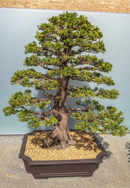 Evergreen tree limbs Pictures, Evergreen tree limbs Stock Photos ...