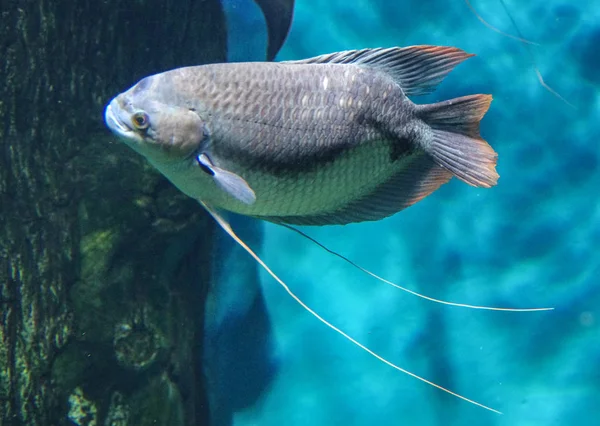 84 Freshwater labyrinth fish Stock Photos | Free & Royalty-free ...