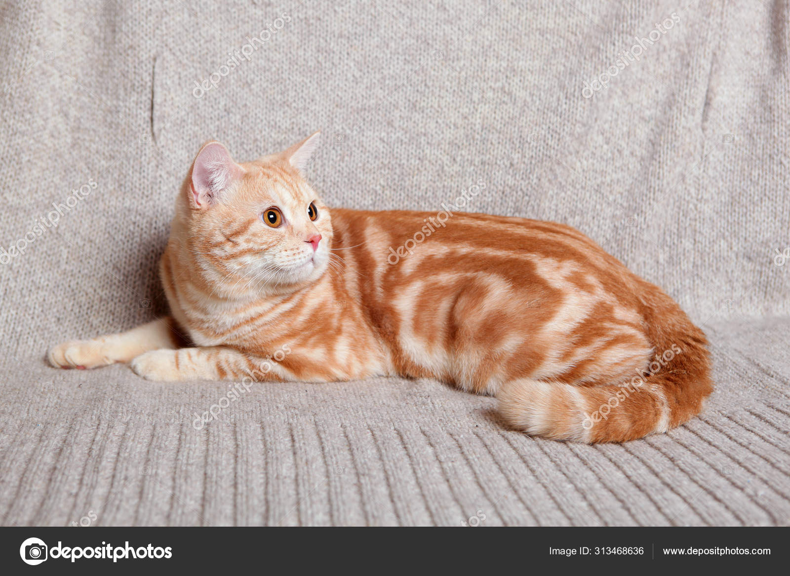 White-tabby cat Stock Photo by ©GeliumPhoto 313468636