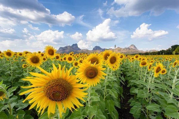 Beautiful sunflowers in spring field and the plant of sunflower is ...