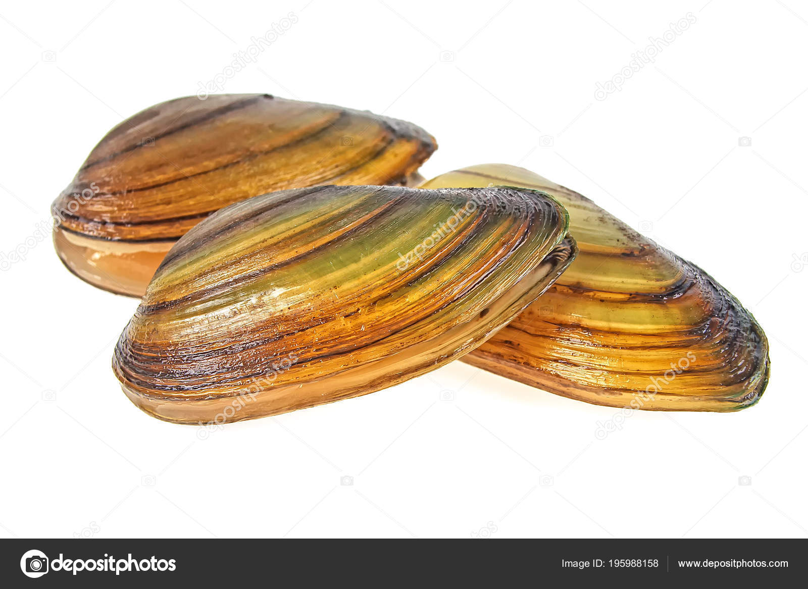 River Mussels Isolated White Background Stock Photo by ©domnitsky.yar ...