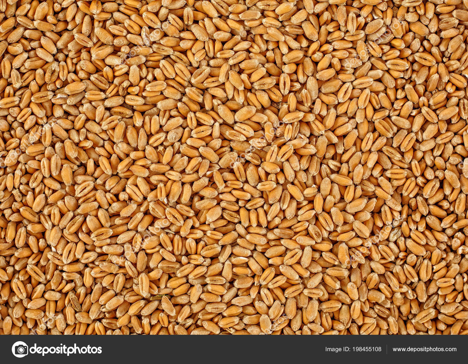 Wheat Texture Background