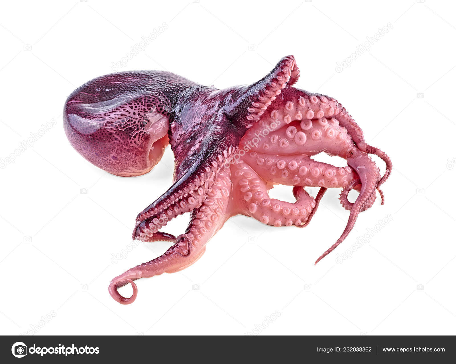 Octopus White Background Stock Photo by ©domnitsky.yar 232038362