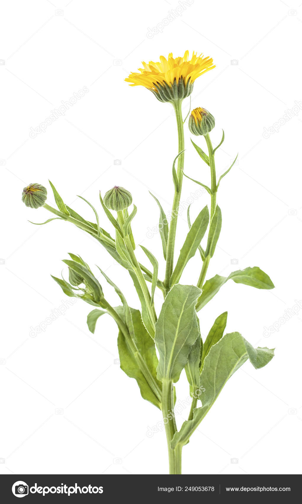 Calendula Officinalis Leaves