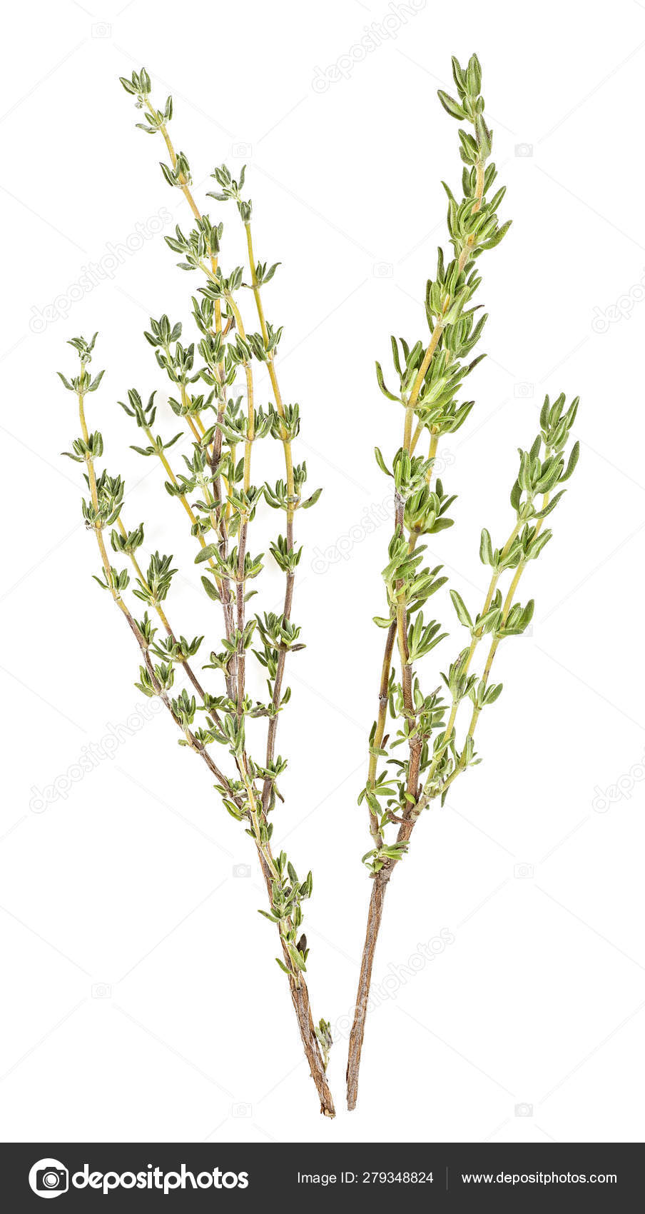 Thyme Sprig