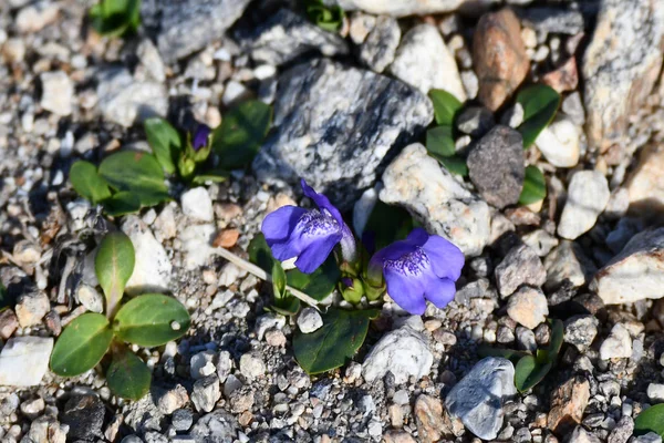 Imágenes de La flor entre las rocas, fotos de La flor entre las rocas ...