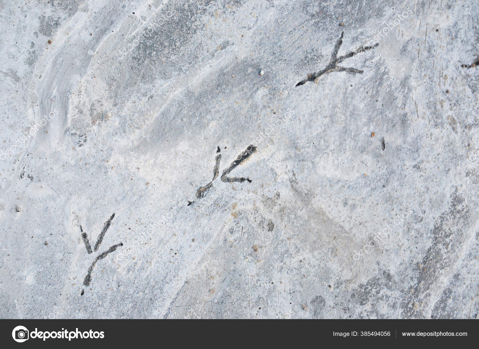 Bird Footprint Cement Sidewalk — Stock Photo © khuruzero #385494056
