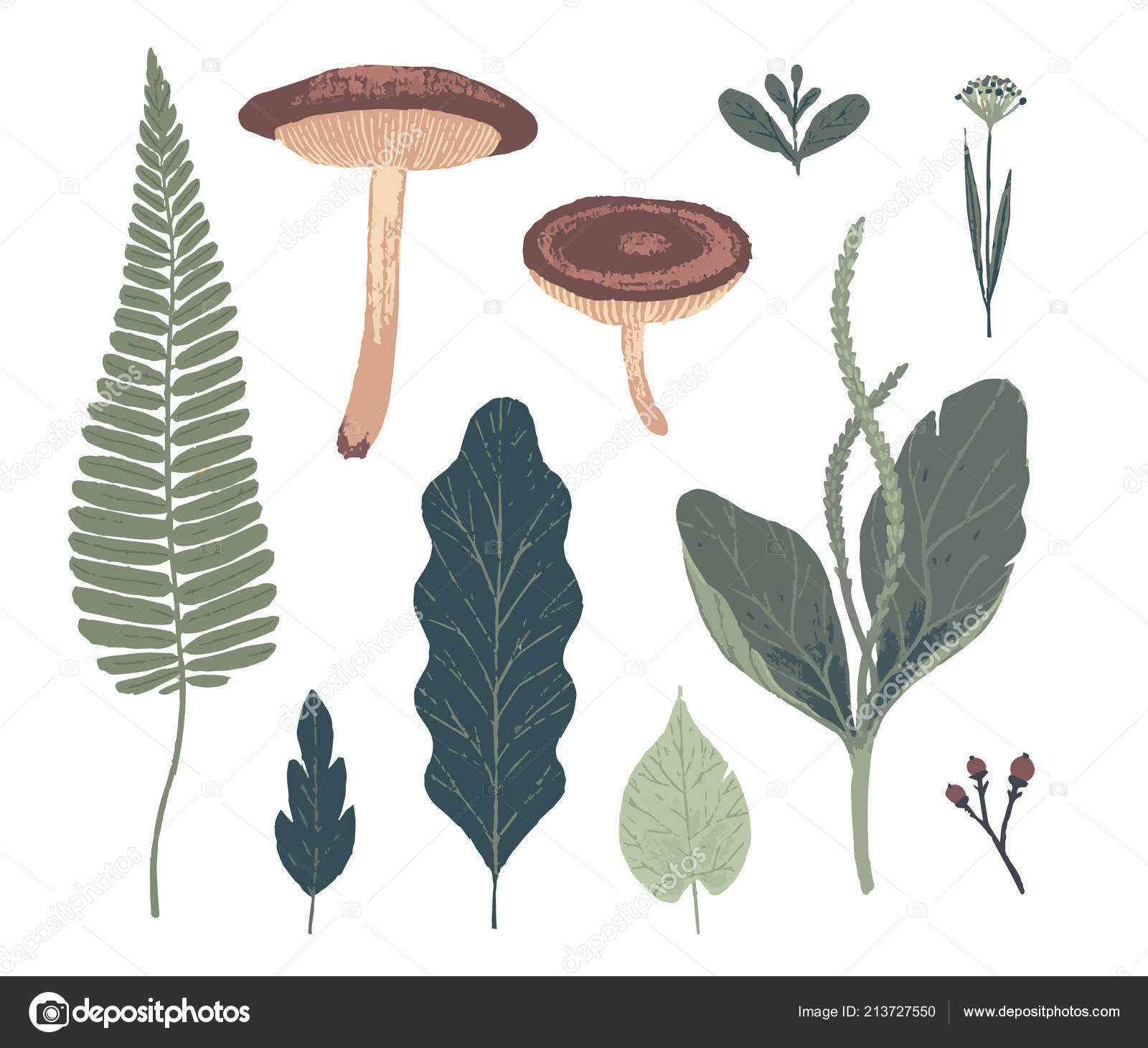 Floral Decorative Elements Botanical Illustrations Vector Clip Art ...