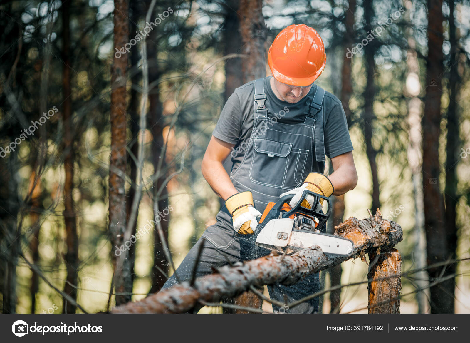 Logger Uses Saw Person Using Saw While Cutting Wood Stock Photo by ...