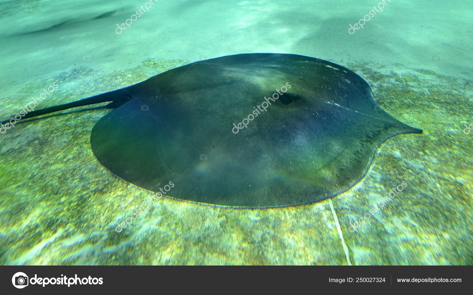 Giant River Stingray