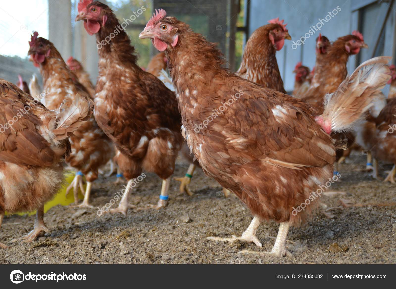 Many Brown Chickens Area Chicken Coop Sandy Soil Focus Head — Stock ...