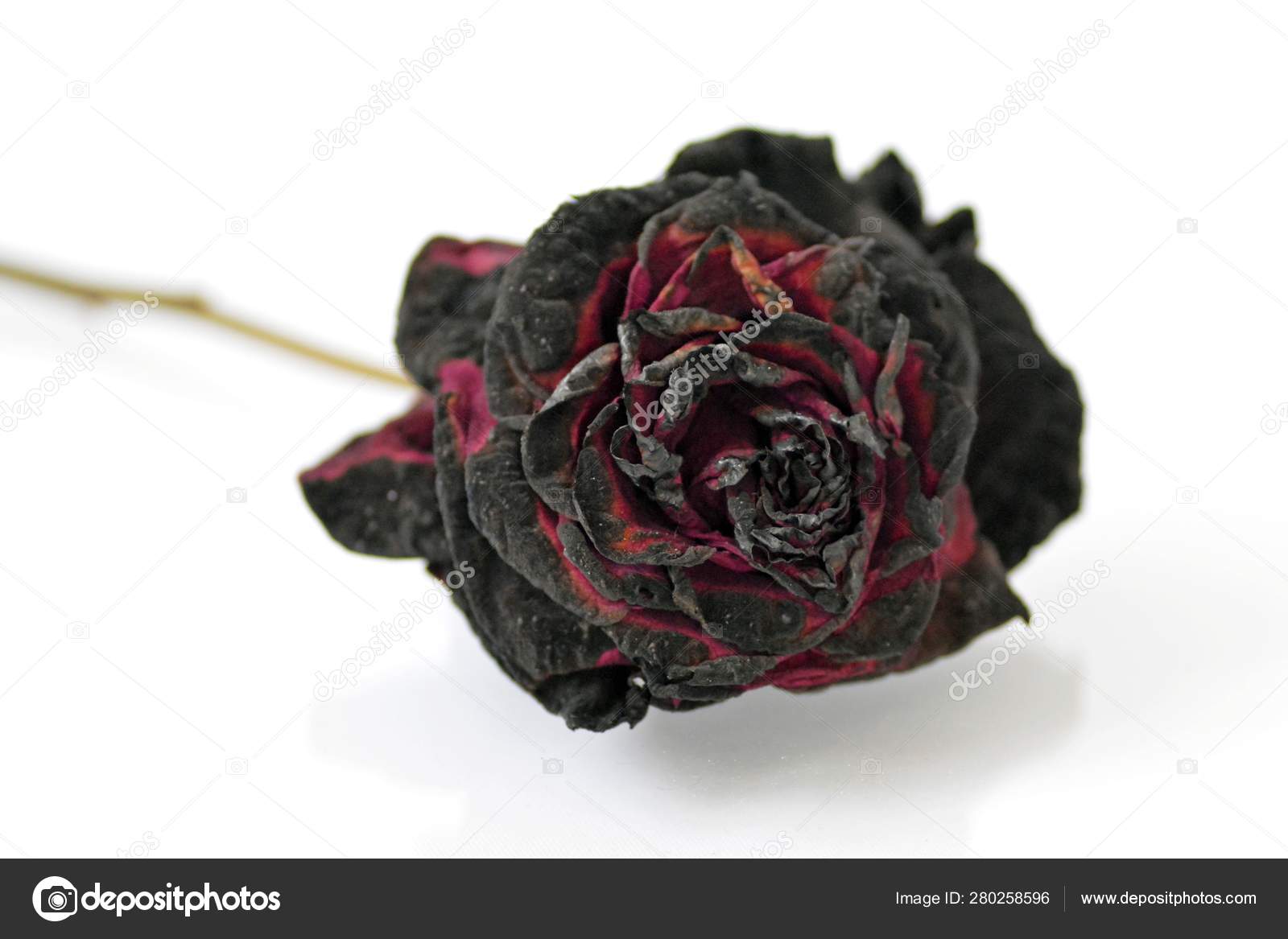 Burnt Rose Front White Background Stock Photo by ©maddas 280258596