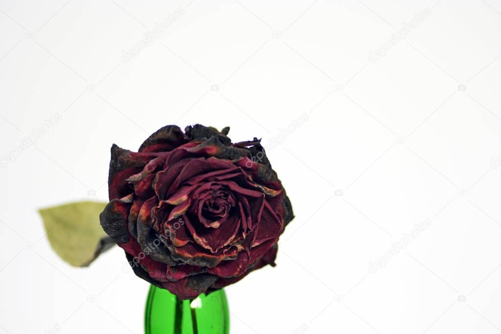 Una rosa quemada frente a un fondo blanco 2024