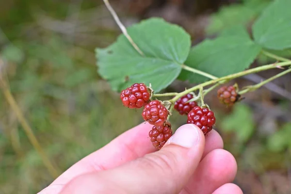 Picking wild berries Stock Photos, Royalty Free Picking wild berries ...