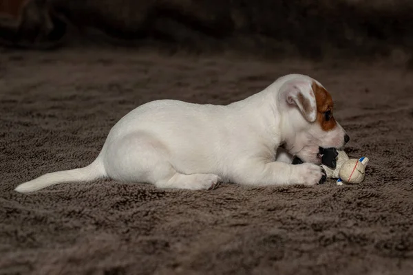 Blue jack russell Stock Photos, Royalty Free Blue jack russell Images ...