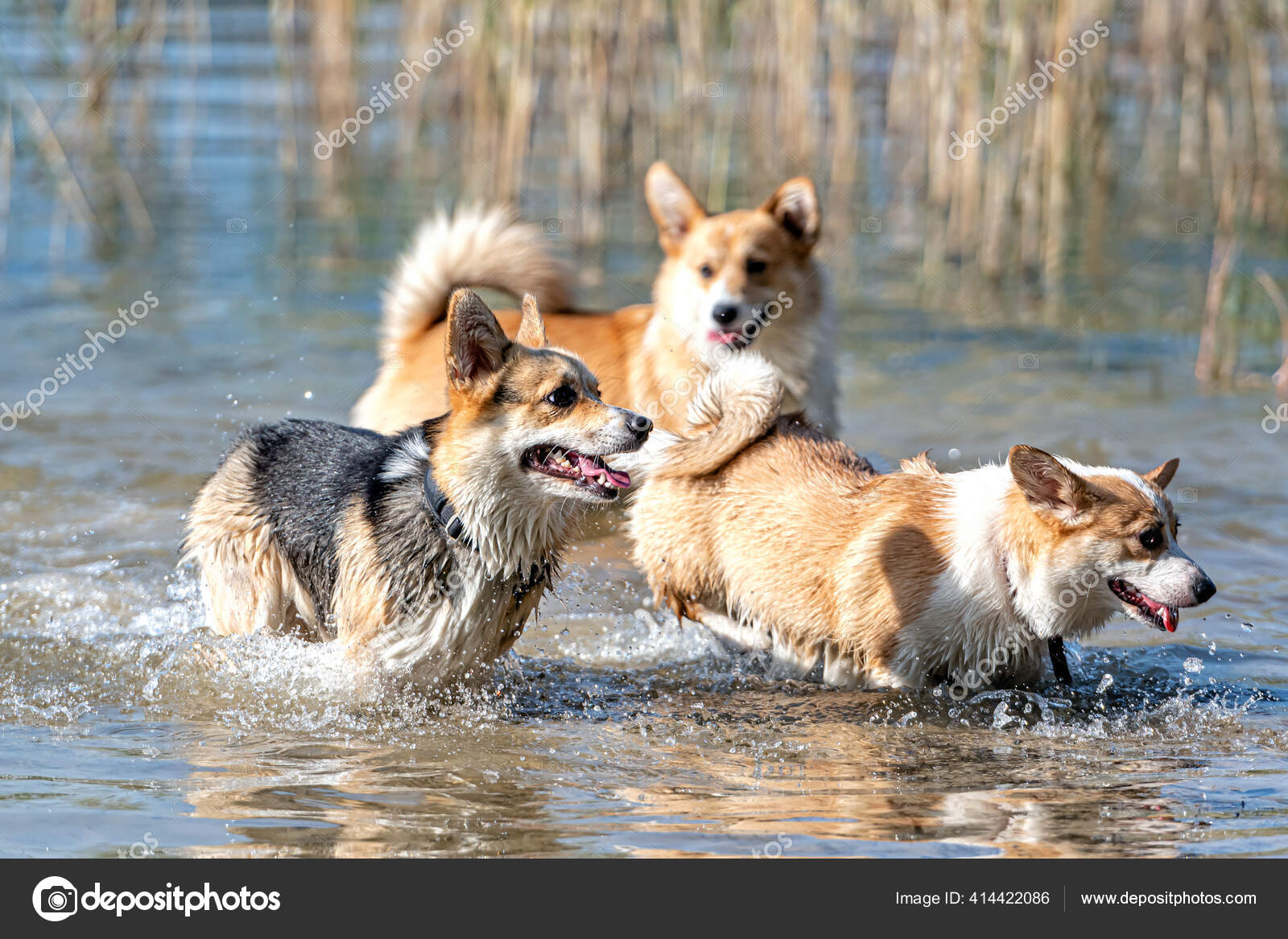 Corgi Jumping Into Water