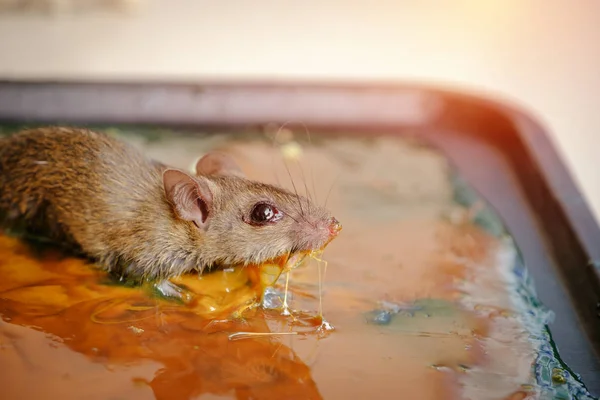 Ratón muerto fotos de stock, imágenes de Ratón muerto sin royalties ...