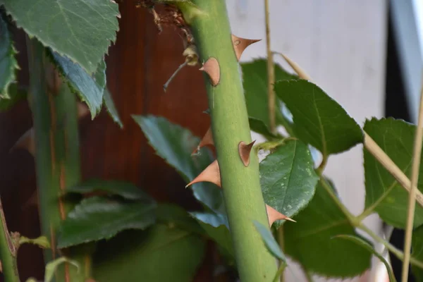 Arbusto vegetal Stock Photos, Royalty Free Arbusto vegetal Images ...