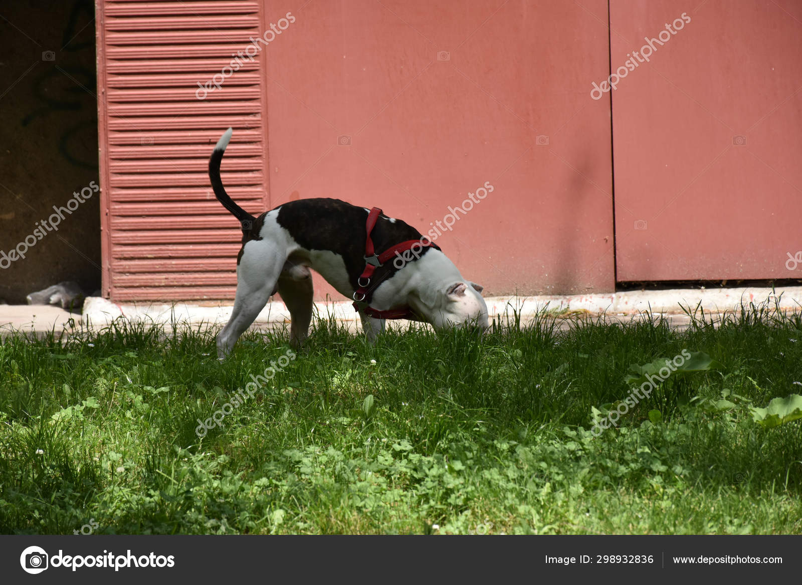 Do Pregnant Dogs Eat Their Own Poop