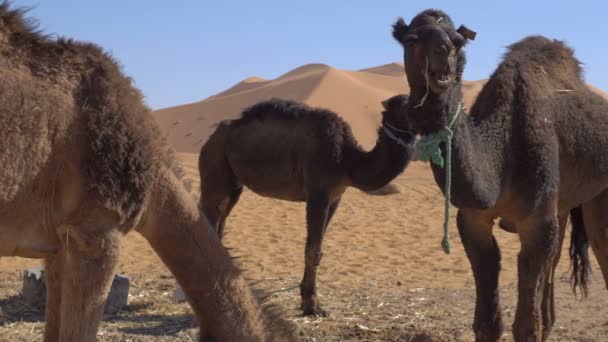 Camel eating wheat from hay and chomping in Desert with sand dunes on ...