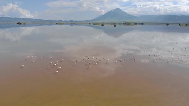 479 Lesser flamingo Videos, Royalty-free Stock Lesser flamingo Footage ...