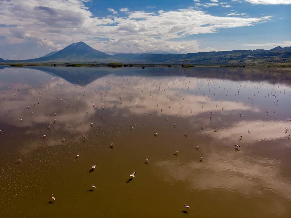 Pink lesser Flamingos at Lake Natron with volcano on background in Rift ...