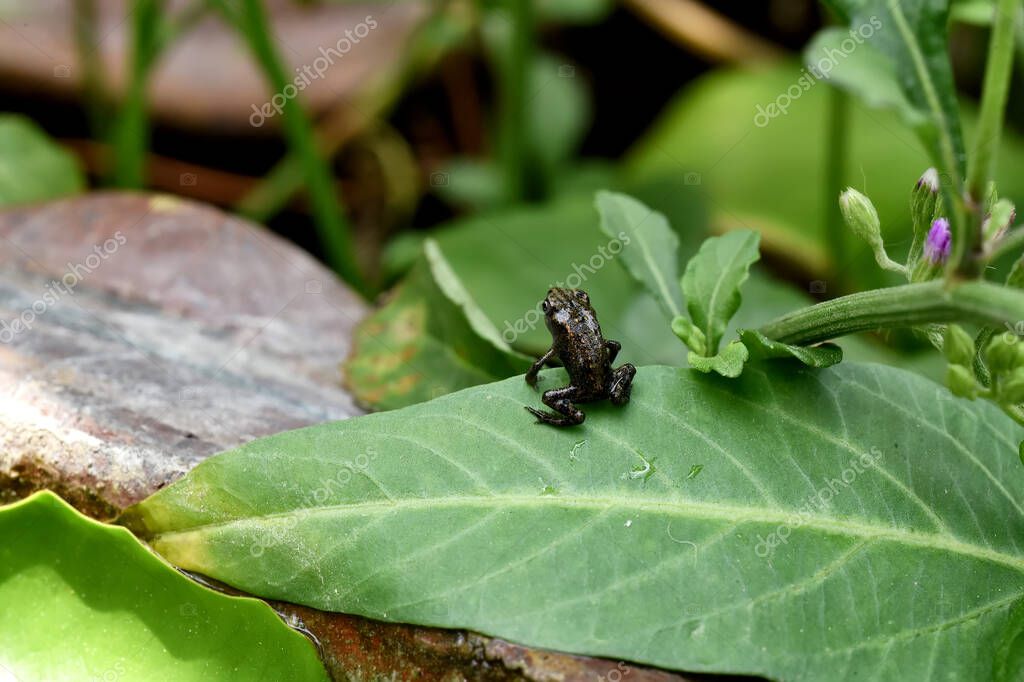 Sapo bebé, Rana pequeña común joven sentada en la hoja verde, las ranas ...