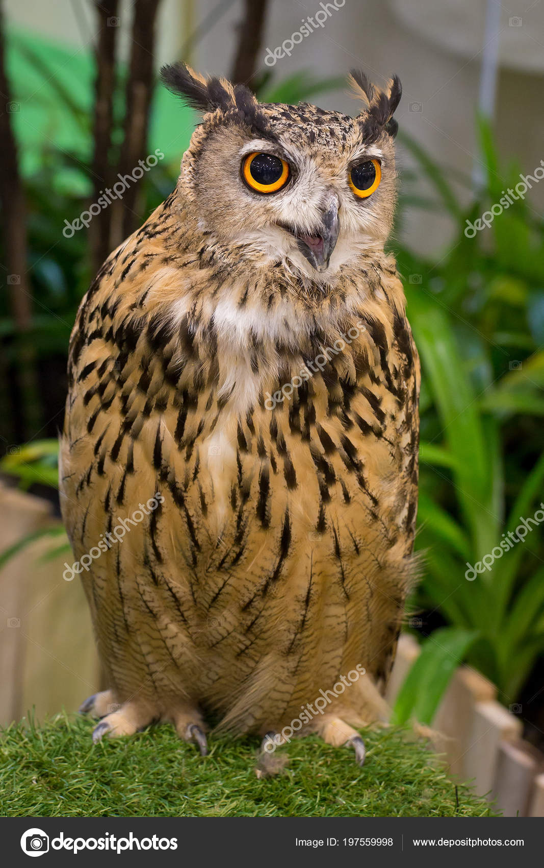 Owl Looks Beautiful — Stock Photo © themorningstudio@gmail.com #197559998