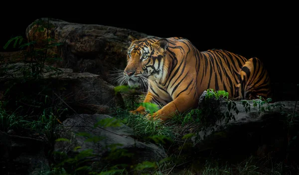 Tiger at night Stock Photos, Royalty Free Tiger at night Images ...