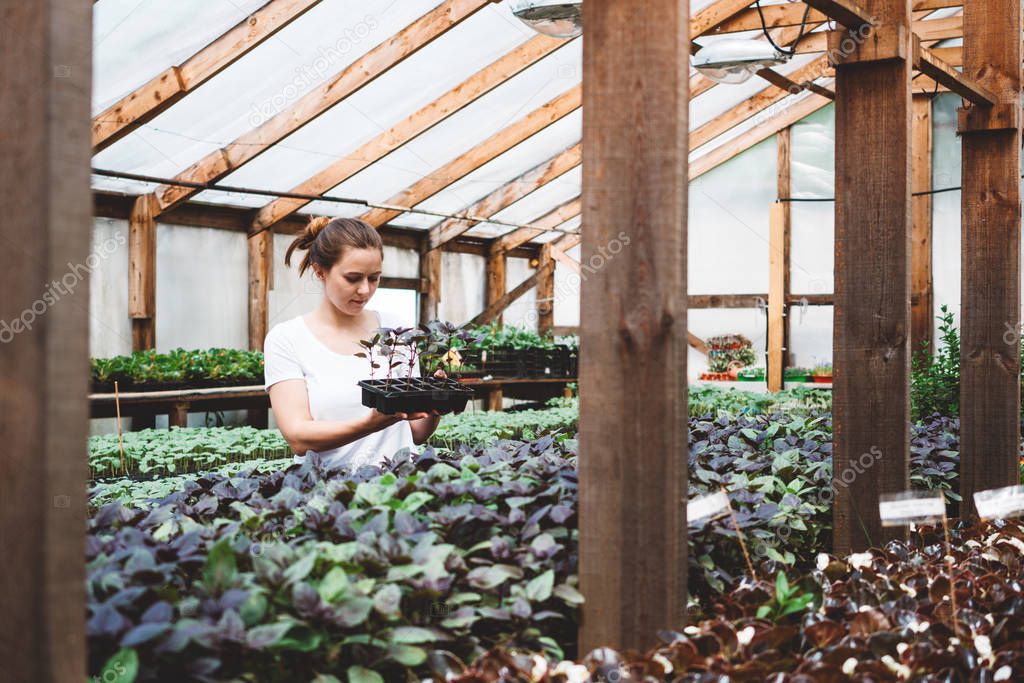 Mujer joven agrónoma inspeccionando plantas en invernadero. Jardinero femenino trabajando en el ...