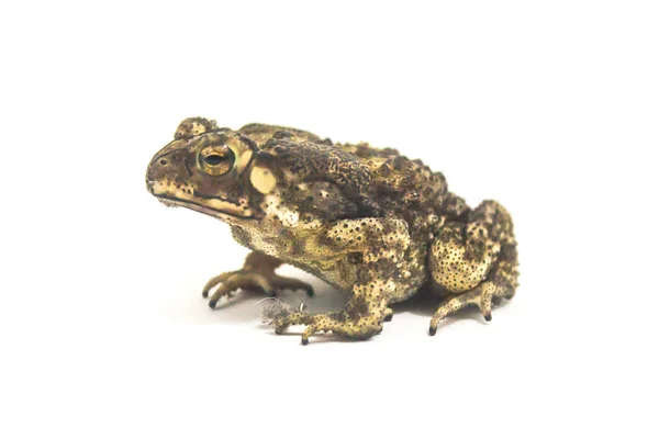 Metal toad Stock Photos, Royalty Free Metal toad Images | Depositphotos
