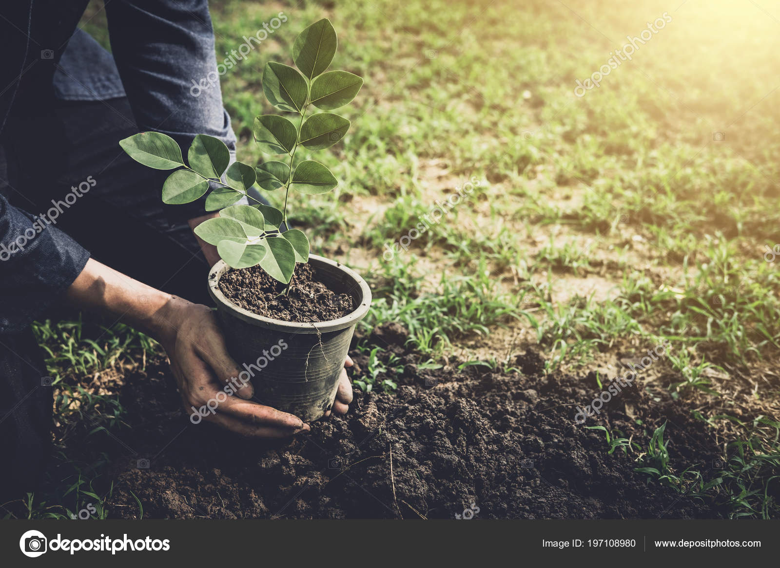 Young Man Planting Tree Garden Earth Day World Concept Nature Stock ...