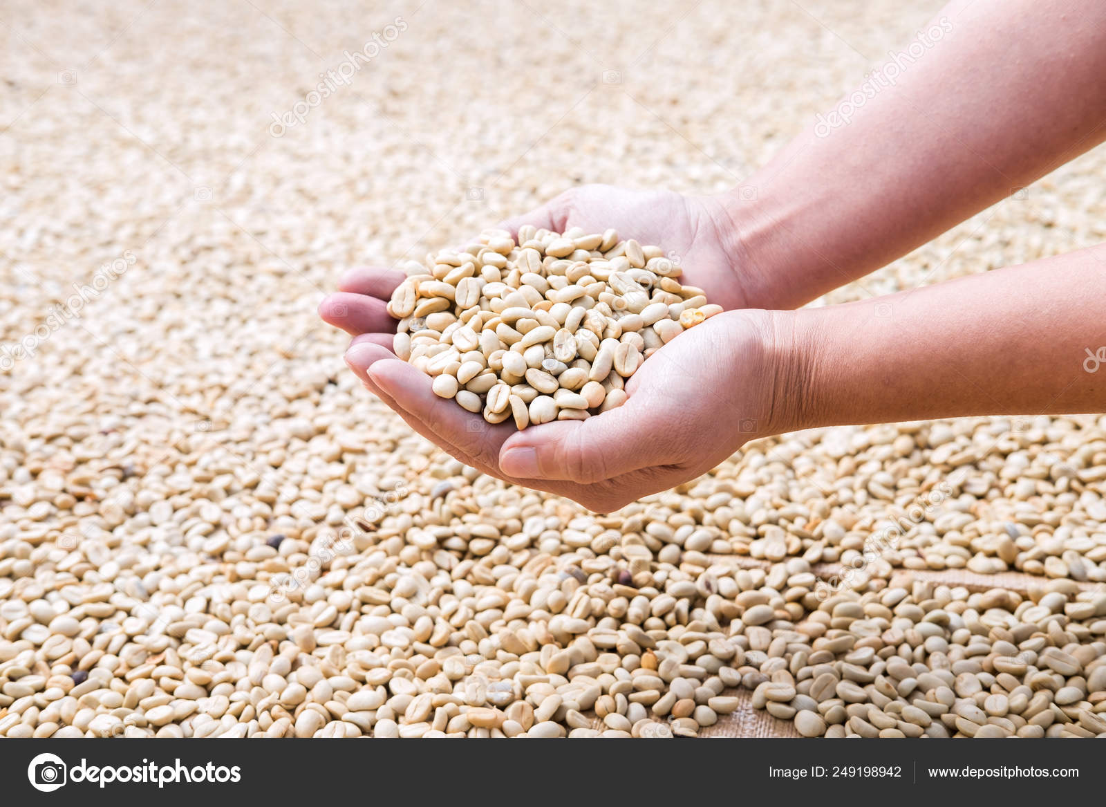 Process before being a coffee product to Coffee beans in hands u Stock ...
