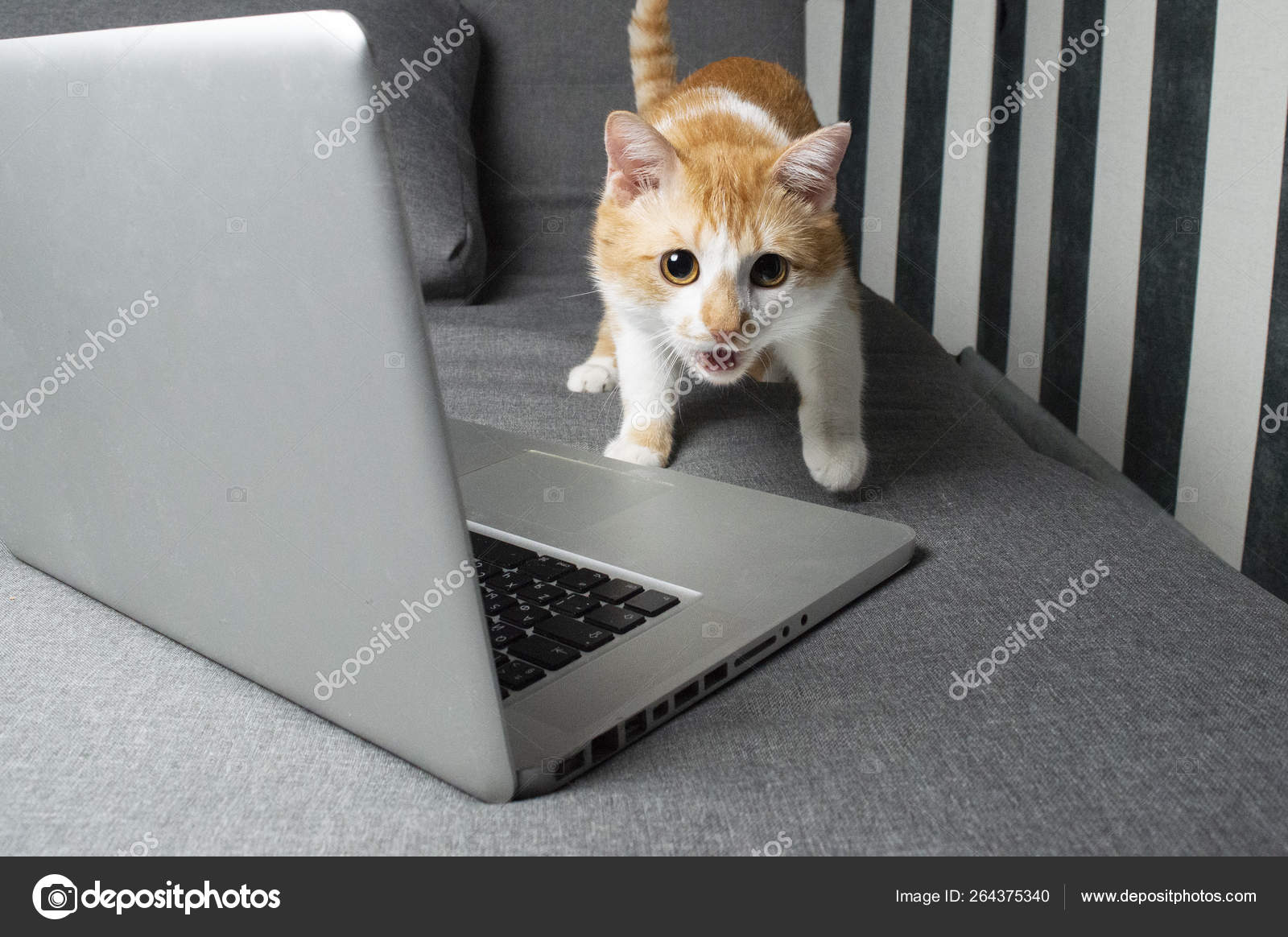 Funny Cat Picture Computer