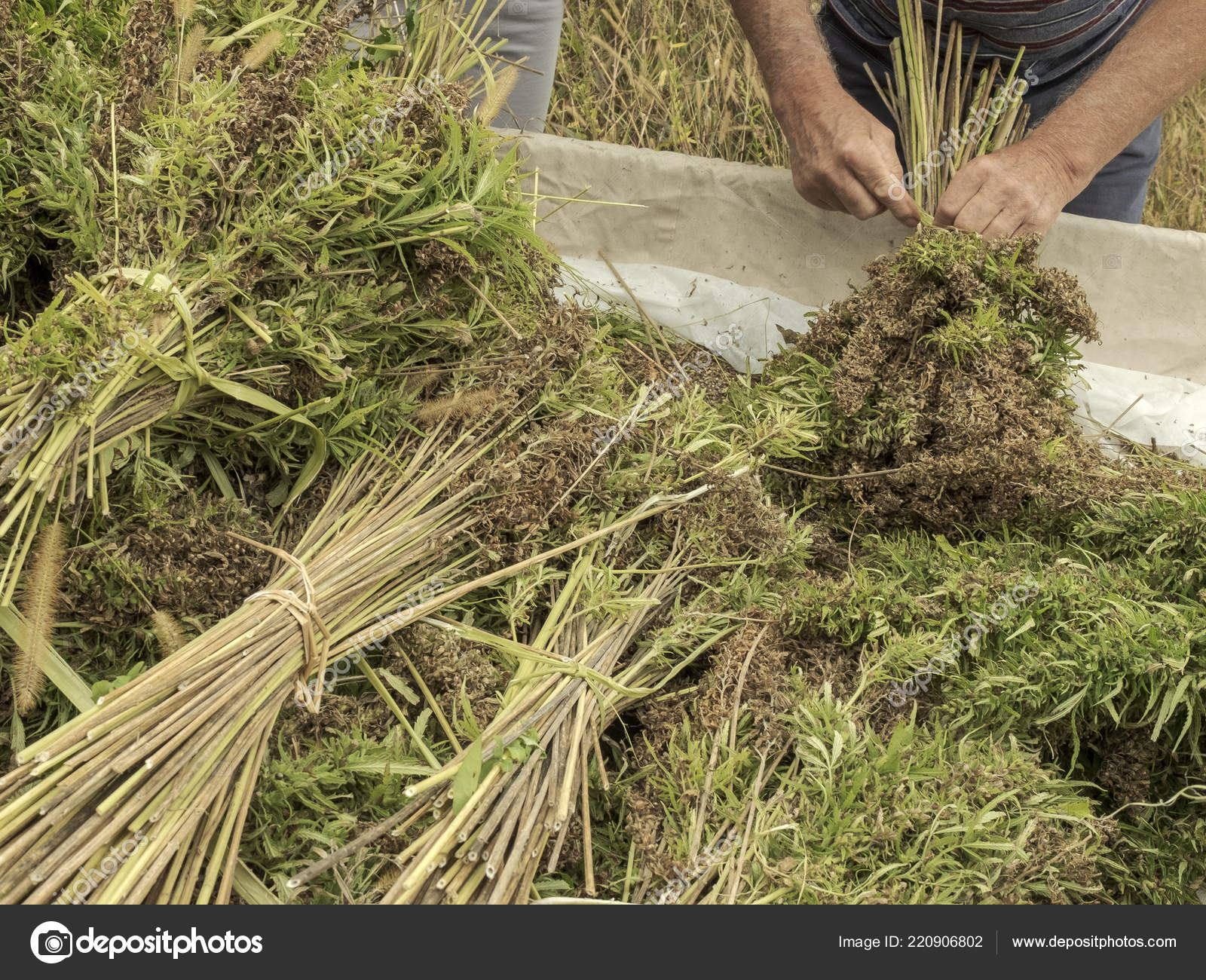 Professional Farmer Tying Bundles Freshly Harvested Hemp Stalks ...