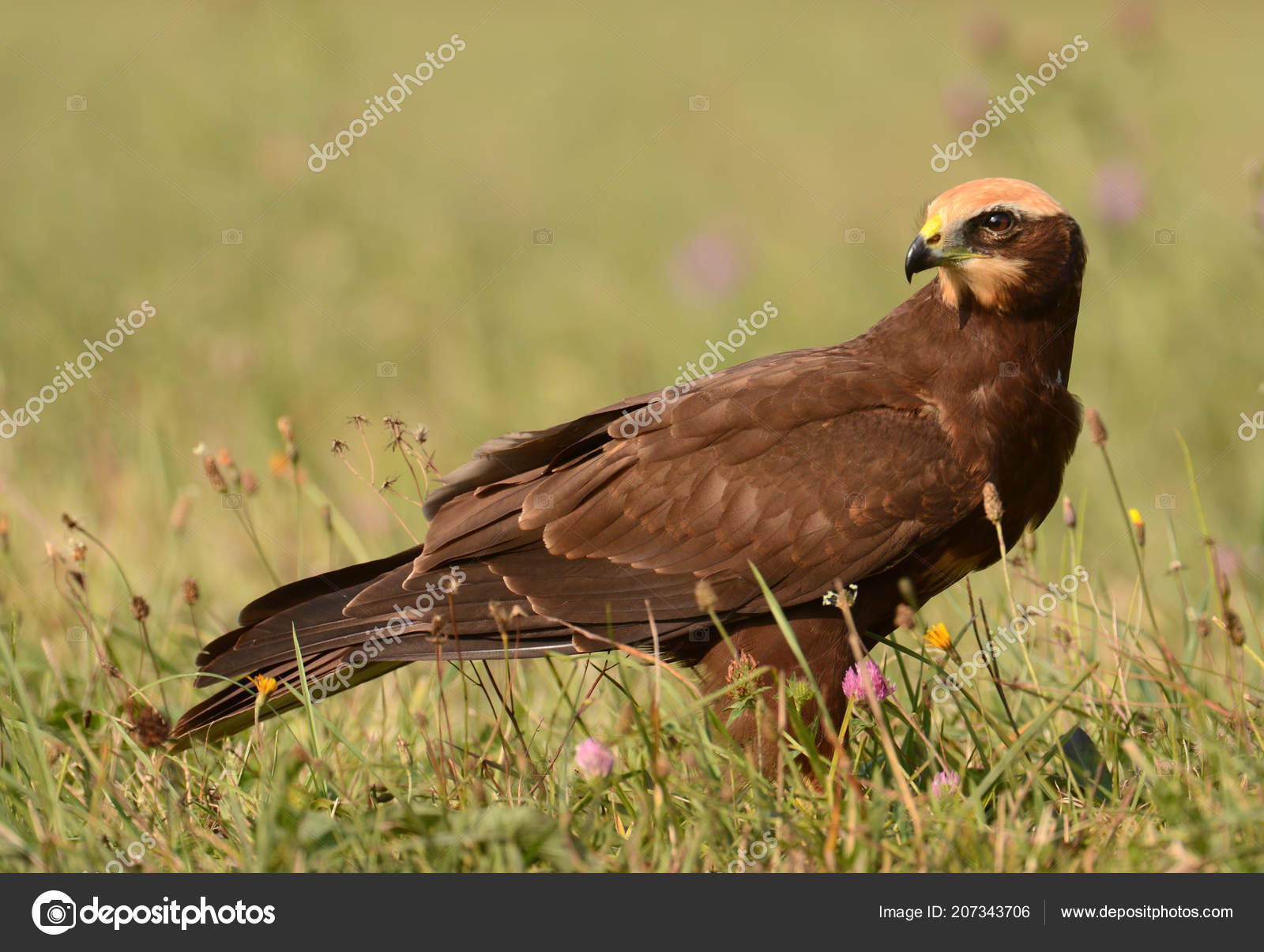 Female Marsh harrier Stock Photo by ©kwasny222 207343706